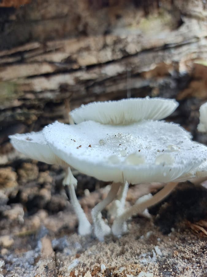 A Cluster of White Mushroom Growing on a Dead Log Stock Photo - Image ...