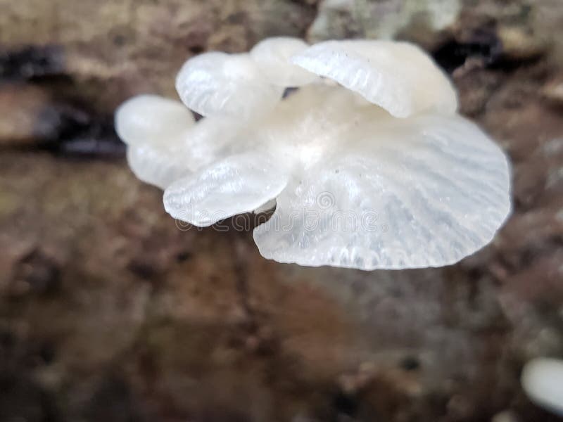 A Cluster of White, Translucent Mushrooms Growing on a Tree Trunk Stock ...