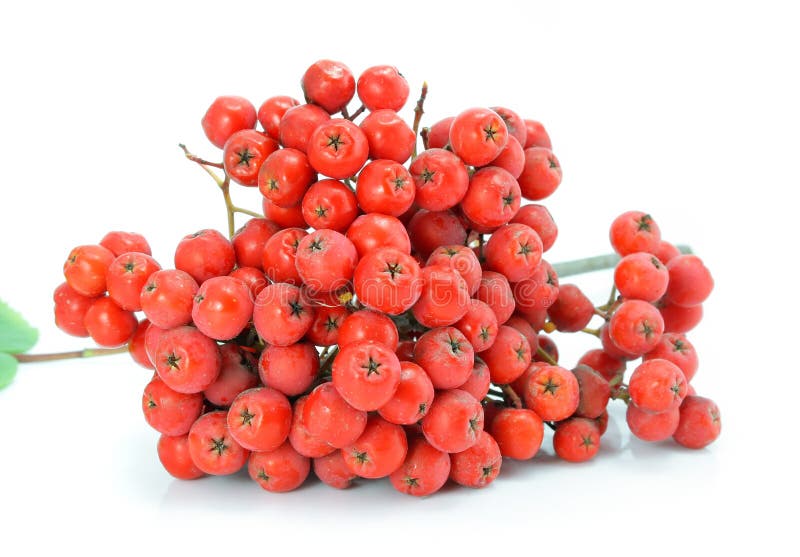 Cluster of Wild Ash is Medical Fruit Isolated Stock Image - Image of ...