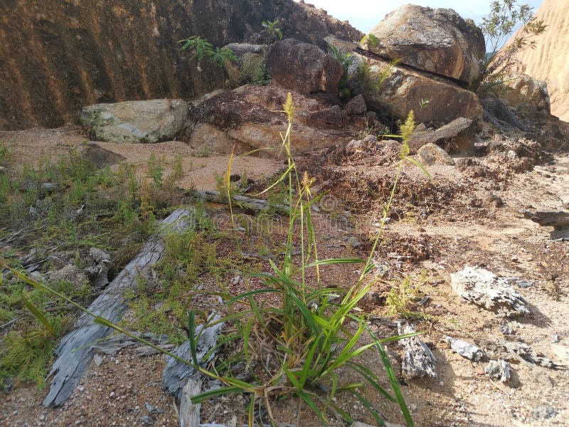 Wild Buffelgrass Stock Photos - Free & Royalty-Free Stock Photos from ...