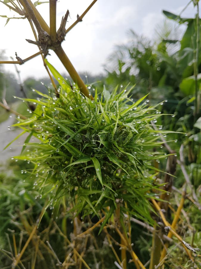 A Cluster of Wild Chusquea Bamboo Tree in the Bushes. Stock Photo ...