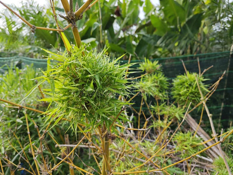 A Cluster of Wild Chusquea Bamboo Tree in the Bushes. Stock Photo ...