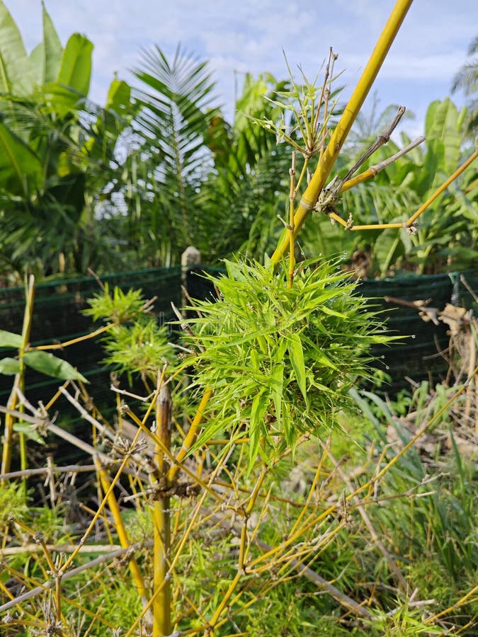 A Cluster of Wild Chusquea Bamboo Tree in the Bushes. Stock Photo ...