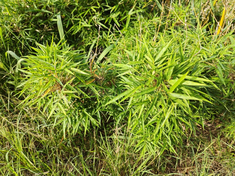 A Cluster of Wild Chusquea Bamboo Tree in the Bushes. Stock Photo ...