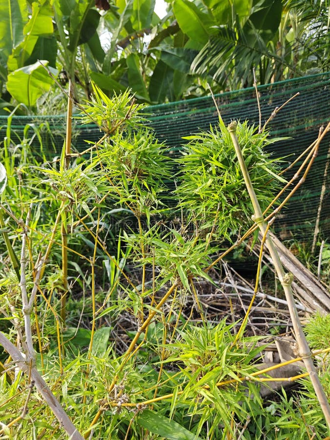 A Cluster of Wild Chusquea Bamboo Tree in the Bushes. Stock Image ...