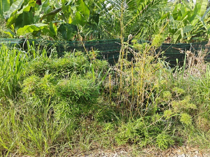 A Cluster of Wild Chusquea Bamboo Tree in the Bushes. Stock Photo ...