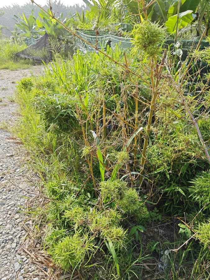 A Cluster of Wild Chusquea Bamboo Tree in the Bushes. Stock Image ...