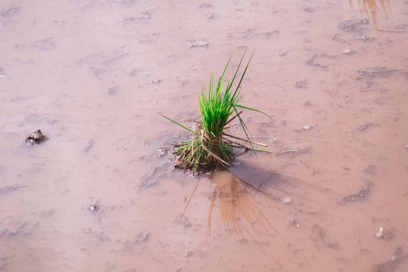 Cluster of Wild Grass Growing in a Swamp Stock Image - Image of beauty ...