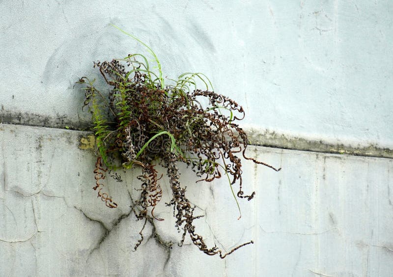 A Cluster of Wild Plants Sprouting from a Vertical Wall Crevice Stock ...