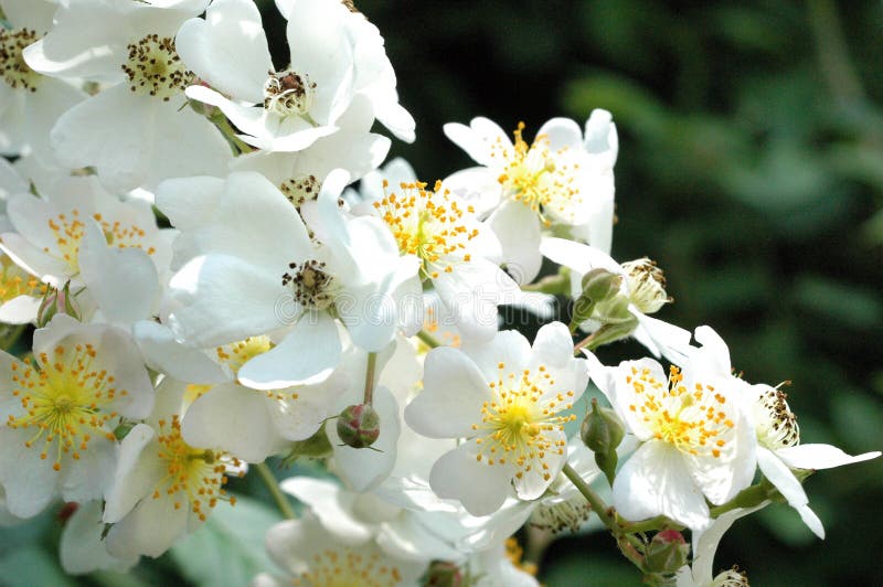 Cluster of Wild Rose Buds Entice Pollinators Stock Photo - Image of ...