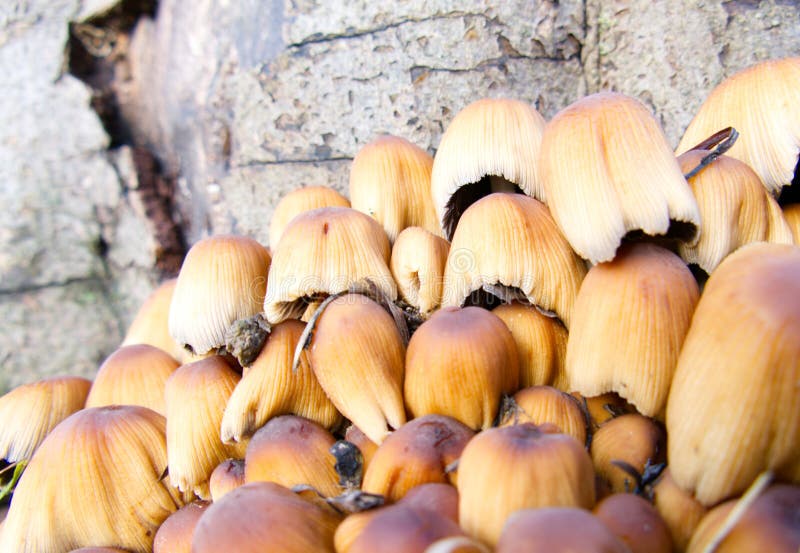 Wild Toadstools Growing in a Clump in a Tree Stock Photo - Image of ...