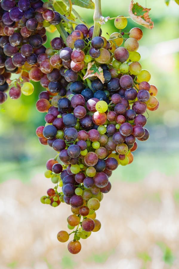 Clusters of Colorful Wine Grapes Stock Photo - Image of grapes ...