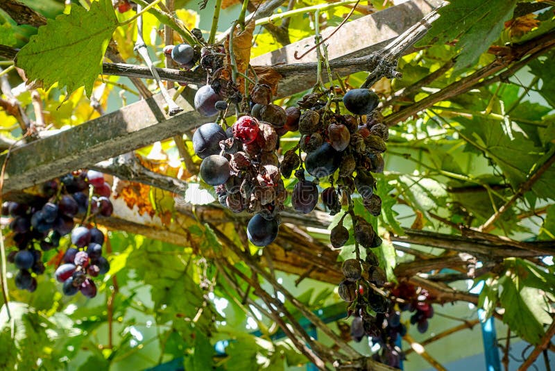 Green Wine Grapes In Withered Vine Tree Stock Image - Image of bunch ...