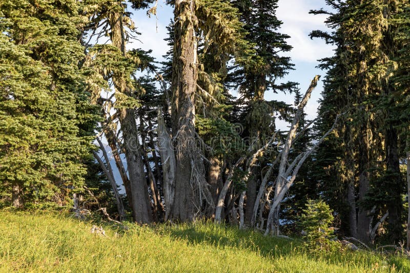 Cluster of Worn Down Trees Growing Together Stock Image - Image of ...