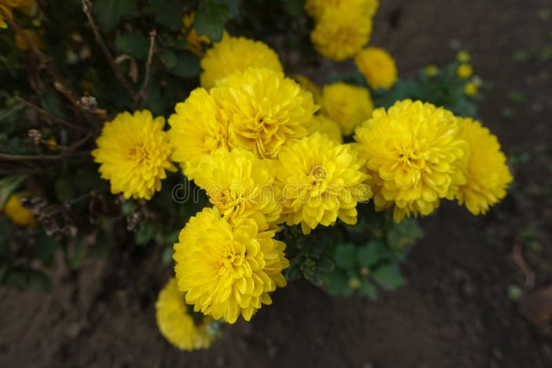 Cluster of Yellow Flowers of Chrysanthemums Stock Photo - Image of ...