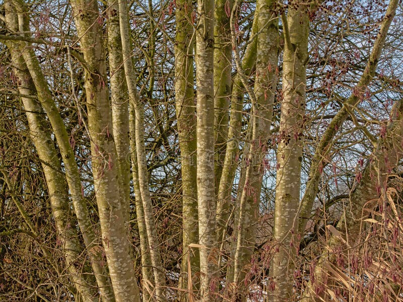 Cluster of Young Maple Tree Trunks - Sapindaceae Stock Image - Image of ...