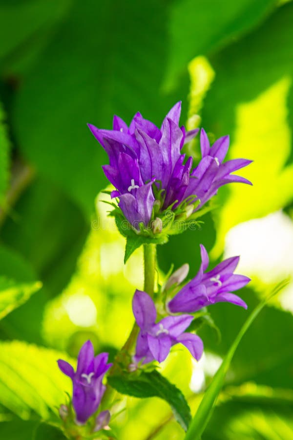 Clustered Bell Flower Campanula Glomerata Blooming in the Wild Stock ...