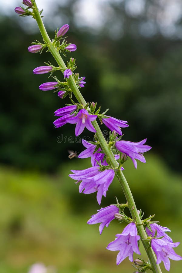 Clustered Bell Flower Campanula Glomerata Blooming in the Wild Stock ...