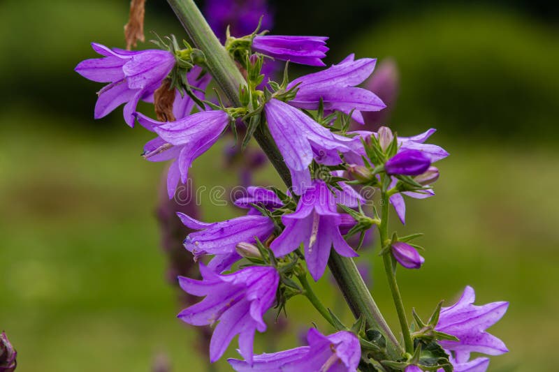 Clustered Bell Flower Campanula Glomerata Blooming in the Wild Stock ...