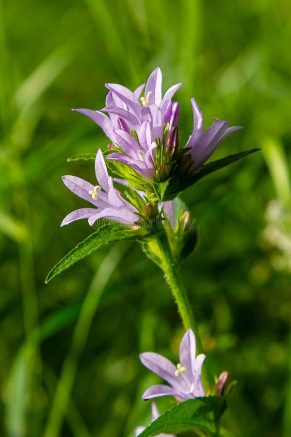 Clustered Bell Flower Campanula Glomerata Blooming in the Wild Stock ...
