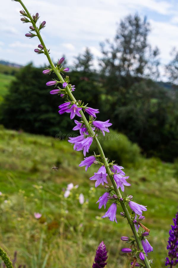 Clustered Bell Flower Campanula Glomerata Blooming in the Wild Stock ...