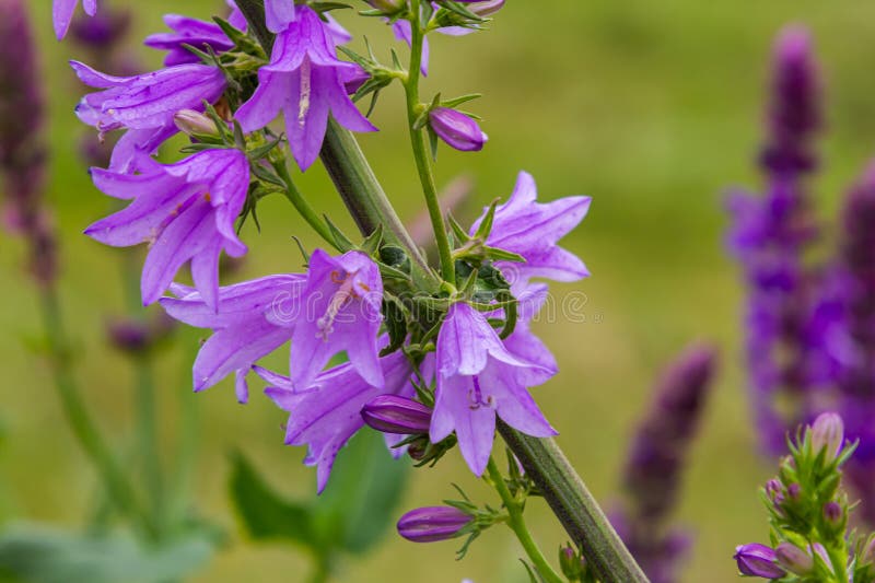 Clustered Bell Flower Campanula Glomerata Blooming in the Wild Stock ...
