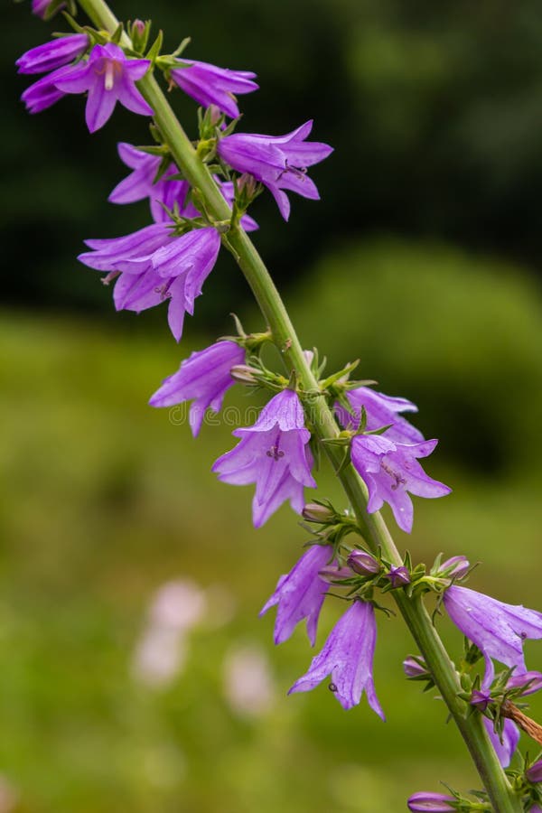 Clustered Bell Flower Campanula Glomerata Blooming in the Wild Stock ...