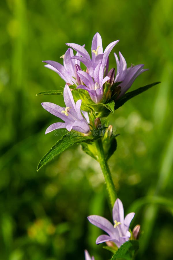 Clustered Bell Flower Campanula Glomerata Blooming in the Wild Stock ...