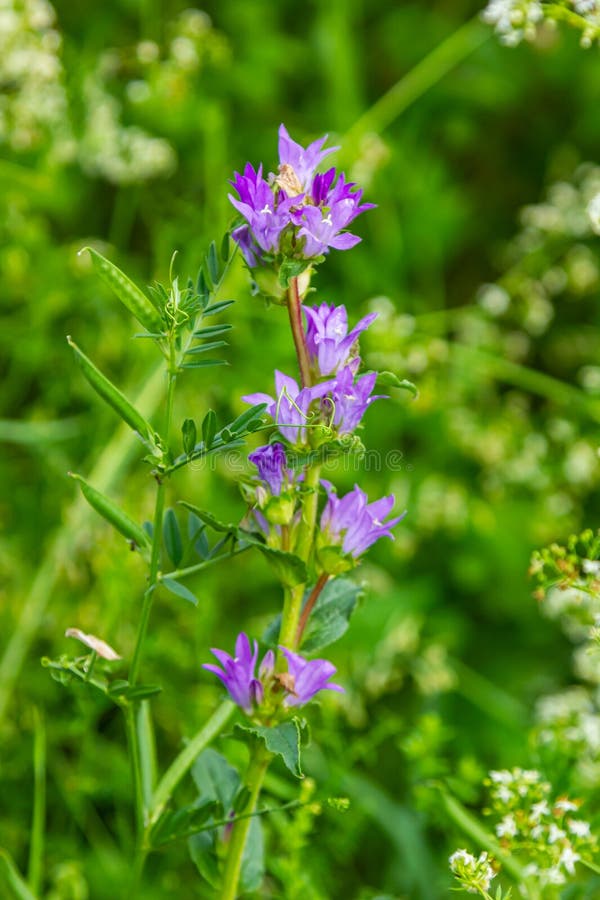 Clustered Bell Flower Campanula Glomerata Blooming in the Wild Stock ...