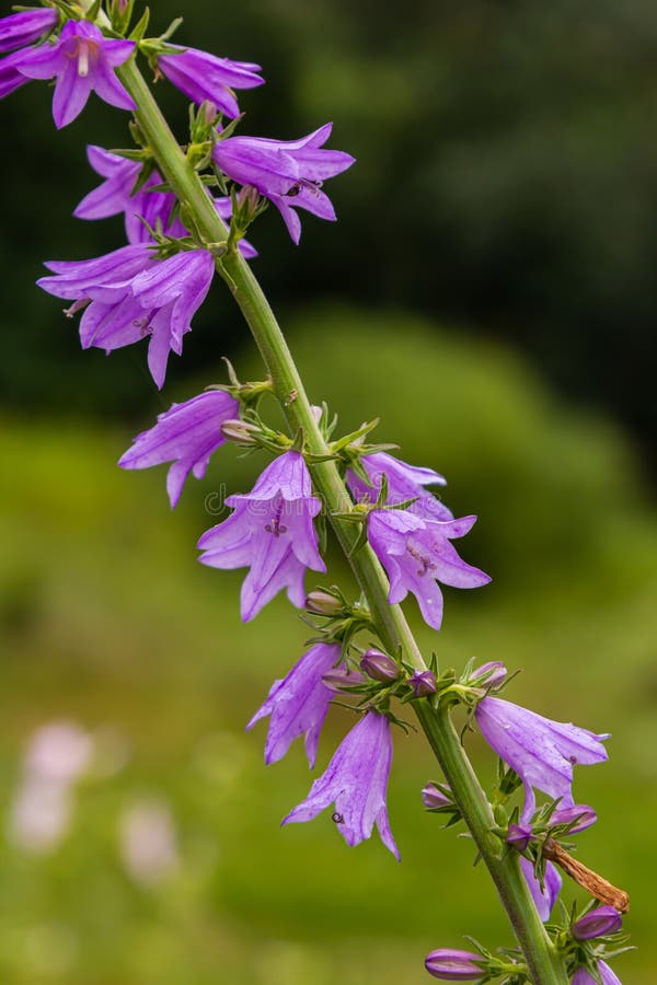 Clustered Bell Flower Campanula Glomerata Blooming in the Wild Stock ...