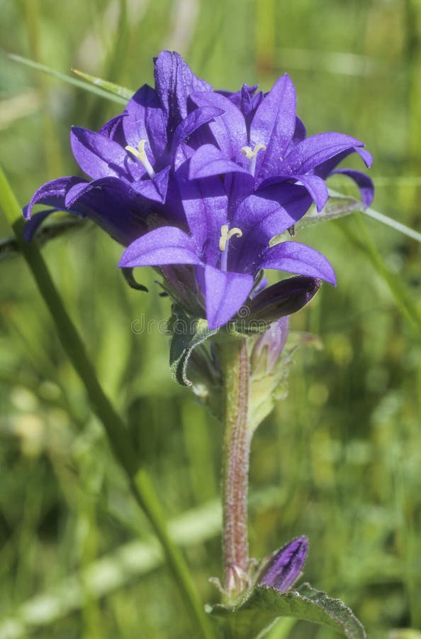 Clustered Bellflower stock image. Image of vertical, wild - 53697357