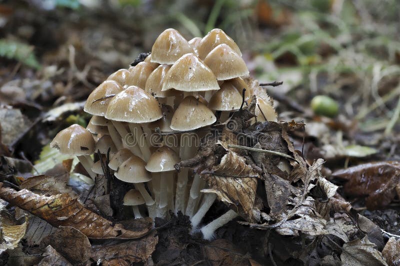 Psathyrella multipedata stock image. Image of poisonous - 17399365