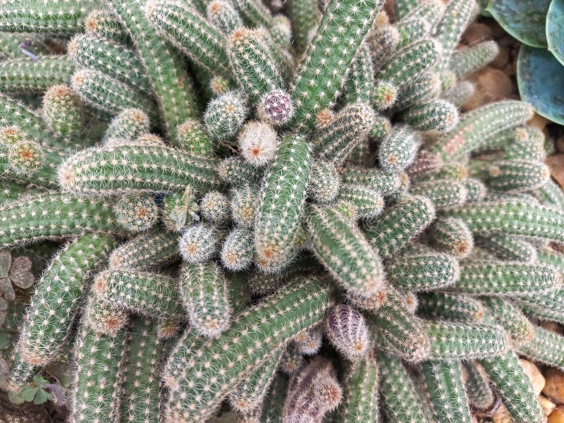 Clustered Cacti in Dry Garden Stock Image - Image of garden ...