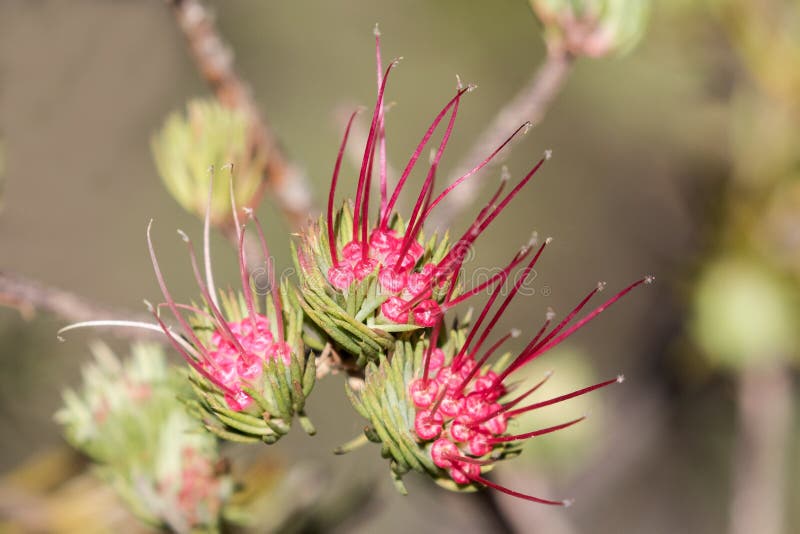 Clustered Scent Myrtle stock image. Image of plant, myrtle - 192835659