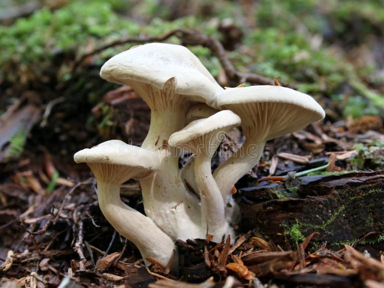 Clustered White Mushrooms stock photo. Image of green - 77808496