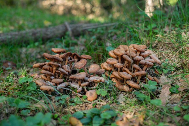 Clustered Wild Mushrooms stock image. Image of growing - 294205995