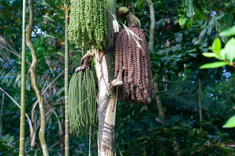 Clustering Fishtail Palm Fruits, Caryota Mitis Stock Image - Image of ...