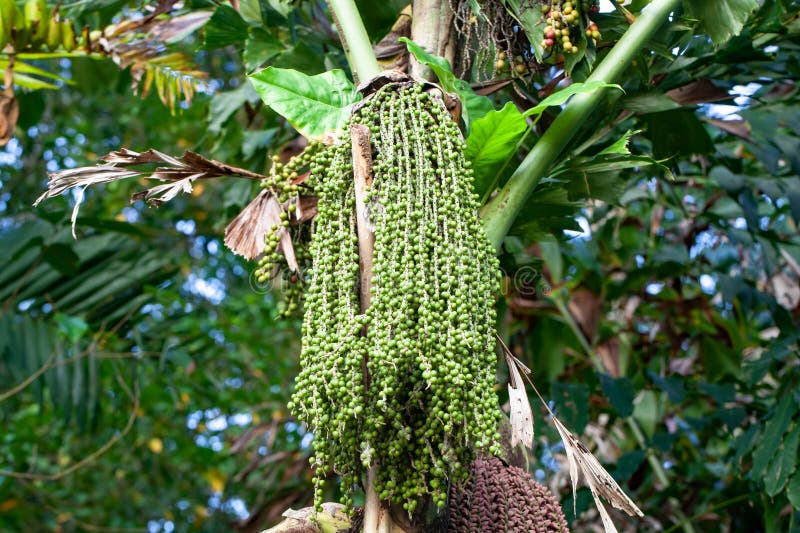 Clustering Fishtail Palm Fruits, Caryota Mitis Stock Image - Image of ...