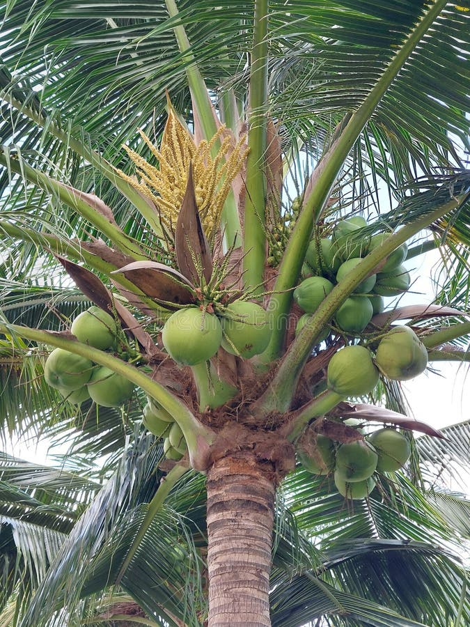 A Large Number of Aromatic Coconuts Growing on a Coconut Tree Stock ...