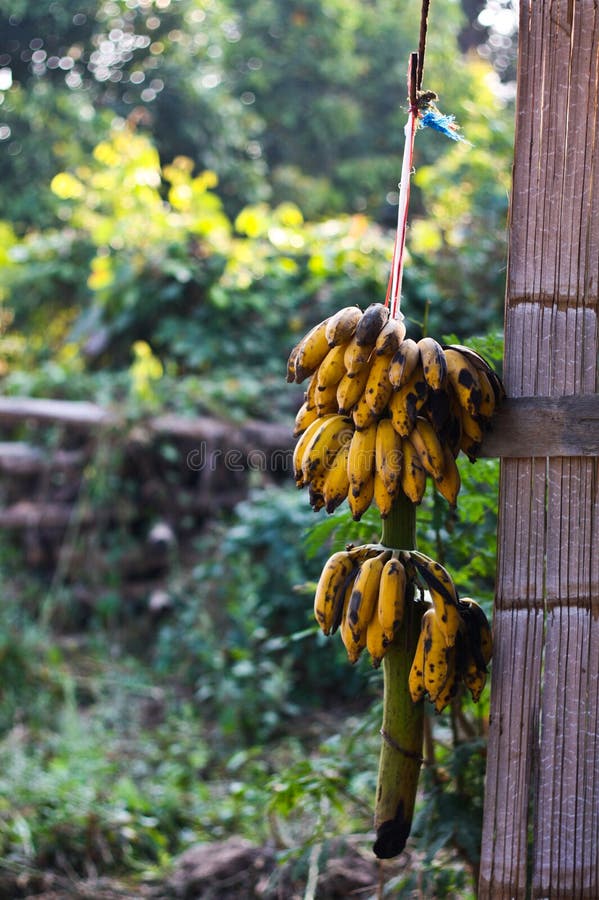 Clusters of Bananas Hanging on Hook Stock Image - Image of fresh ...