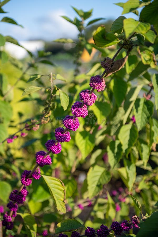 Clusters of Beauty Berries Growing on a Branch Stock Image - Image of ...