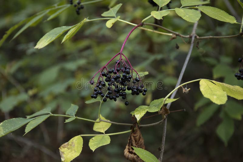 Clusters of Black Elderberry in Forest. Common Name Sambucus Nigra ...