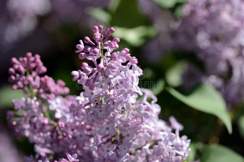 Clusters of Blooming Lilacs on a Bush on a Spring Day Stock Photo ...