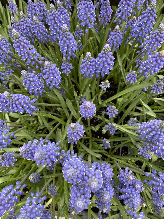 Clusters of the Blue and White Grape Hyacinth Flower Blooming Stock ...