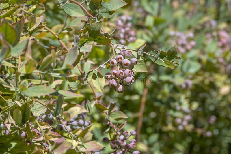 Clusters of Blueberries on a Bush Stock Photo - Image of purple ...