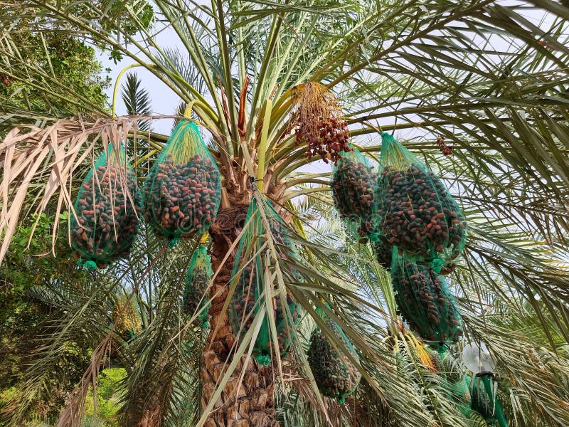 Clusters of Dates on a Palm Tree in Abu Dhabi, UAE. Stock Image - Image ...