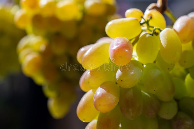 Clusters of Elite Green Grape Varieties Stock Image - Image of organic ...