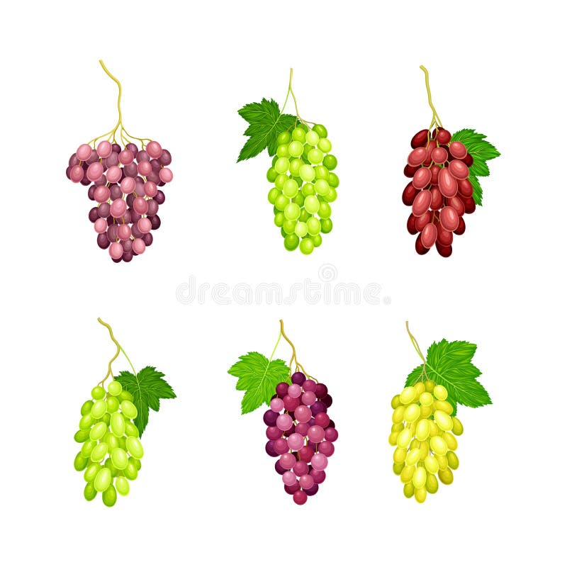Clusters of Grape with Crimson, Red and Green Berries Vector Set Stock ...