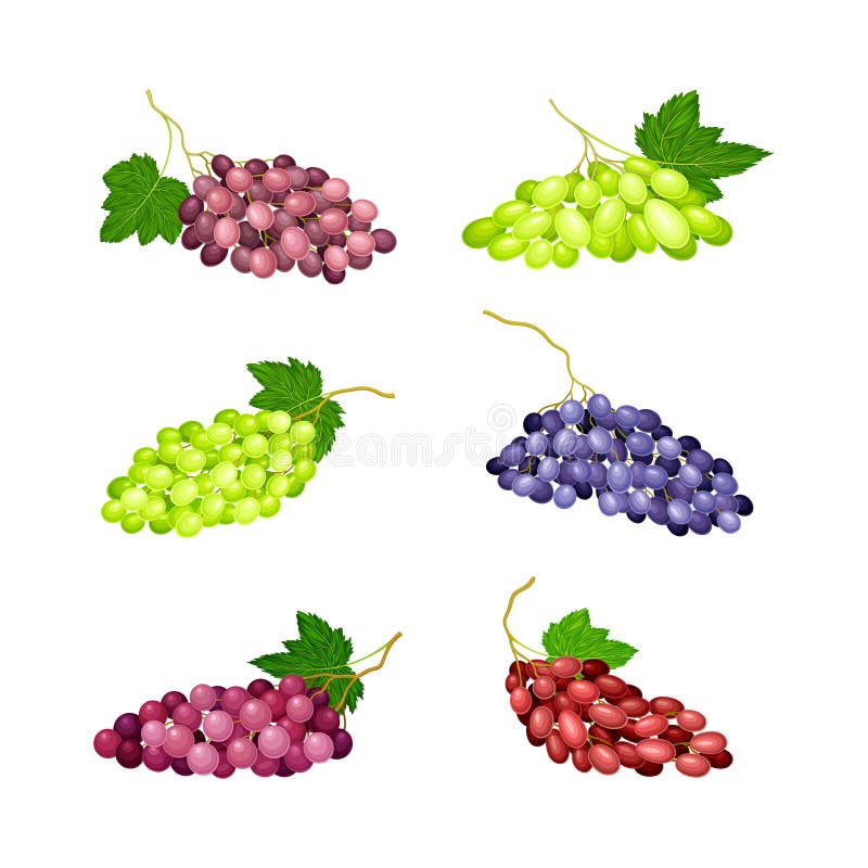 Clusters of Grape with Crimson, Red and Green Berries Vector Set Stock ...
