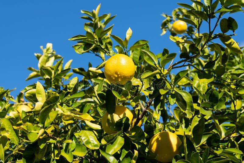Grapefruit Tree with Clusters of Grapefruits Stock Image - Image of ...